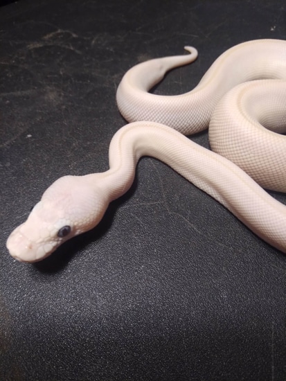 Blue Eye Lucy Ball Python by Ball Python Exotic Creations LLC