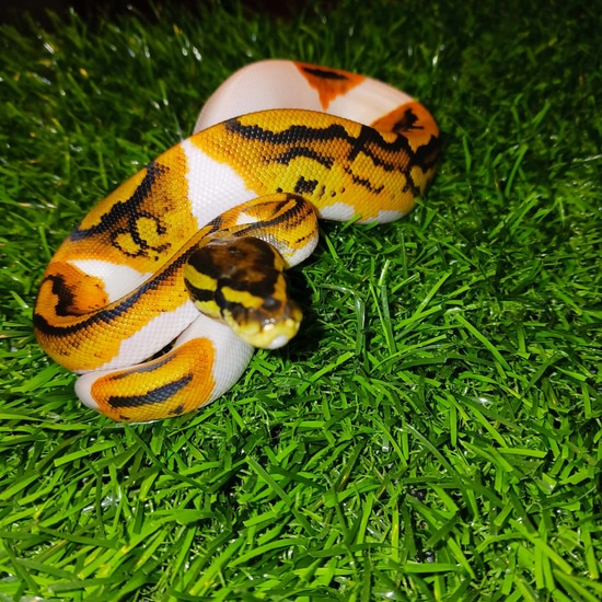 Piebald Het Candy Ball Python by Ball Python Exotic Creations LLC