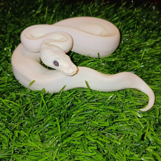 Russo, Lesser Ball Python by Ball Python Exotic Creations LLC
