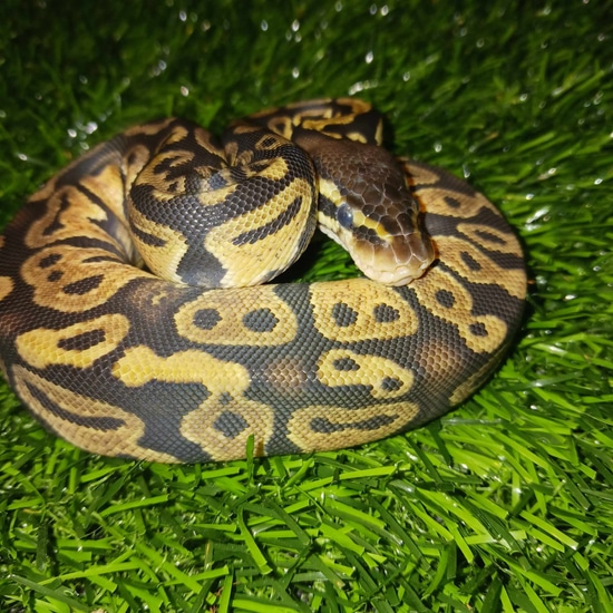 Trick Pastel Het Desert Ghost Ball Python by Ball Python Exotic ...