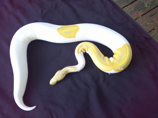 Candy Piebald Ball Python by Ball Python Exotic Creations LLC