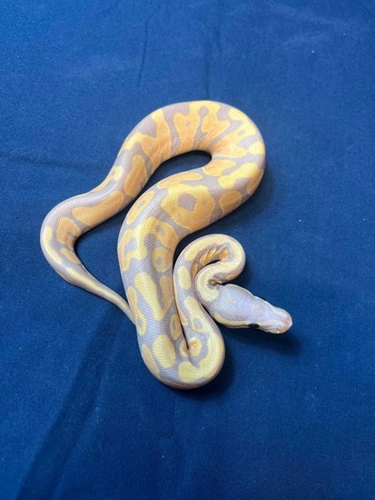 Banana, Enchi, HET Clown Ball Python by Ball Python Exotic Creations LLC