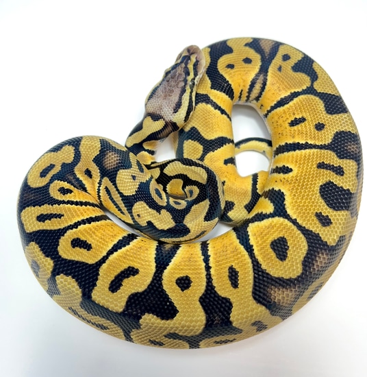 Yellow Belly, Pastel, Fire, Het Desert Ghost Ball Python by Ball Python Exotic Creations LLC
