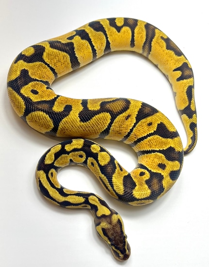 Orange Dream, Enchi, Pastel, Yellow Belly, Het Desert Ghost Ball Python ...
