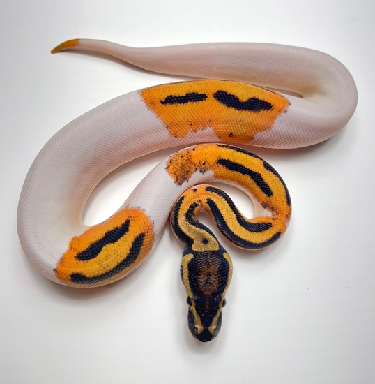 Orange Dream, Yellow Belly, Piebald, 50% Het Lavender Albino Ball ...
