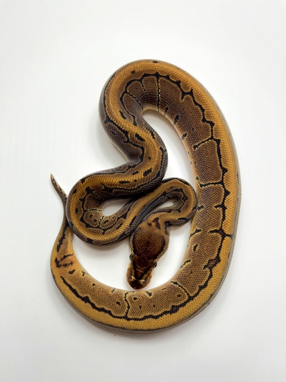 Pinstripe, 100% Het Piebald, 66% Het Axanthic (VPI) Ball Python by Ball Python Exotic Creations LLC