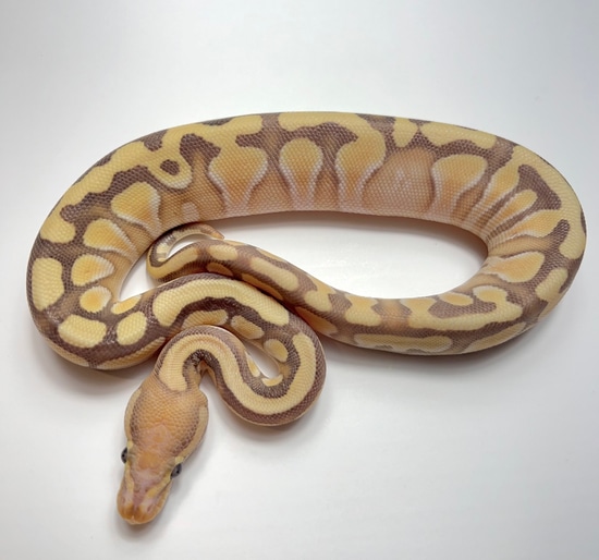 Banana, Butter, HET Clown Ball Python by Ball Python Exotic Creations LLC
