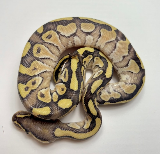Butter, Enchi, HET Cown Ball Python by Ball Python Exotic Creations LLC