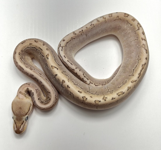 Pinstripe, Bamboo, 100% Het Piebald, 66% Het Axanthic (VPI) Ball Python ...