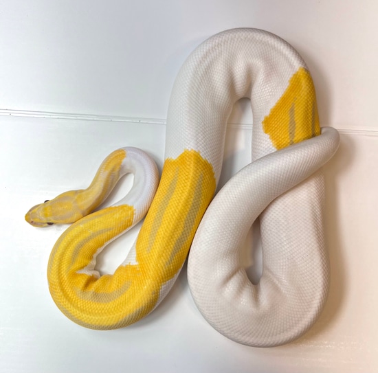 Candy, Piebald Ball Python by Ball Python Exotic Creations LLC
