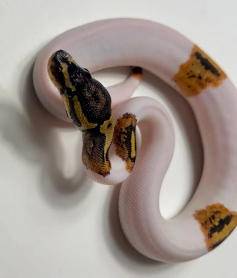 Orange Dream Piebald Yellow Belly Vanilla Ball Python by Ball Python ...