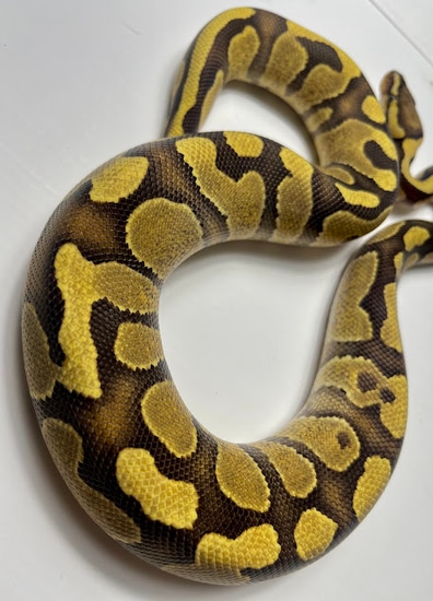 C42407 Ball Python by Ball Python Exotic Creations LLC