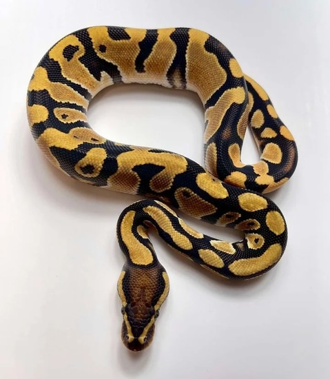 Specter, (Het) Ghost, (100% Het) Clown Ball Python by Ball Python ...