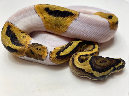 Piebald, Het Candy, Vanilla Ball Python by Ball Python Exotic Creations LLC