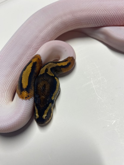 Piebald, Het Candy Ball Python by Ball Python Exotic Creations LLC