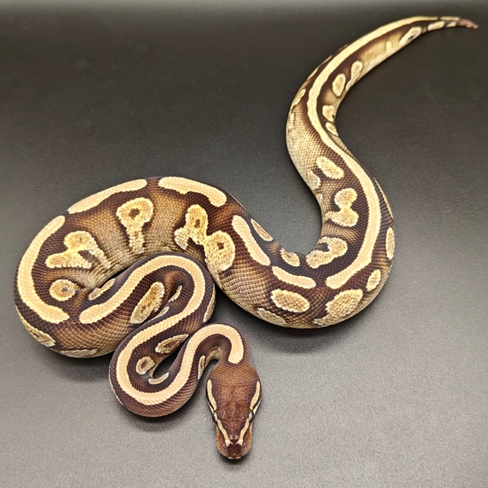 Mojave YB Fader Ball Python by Ball Python Fusion