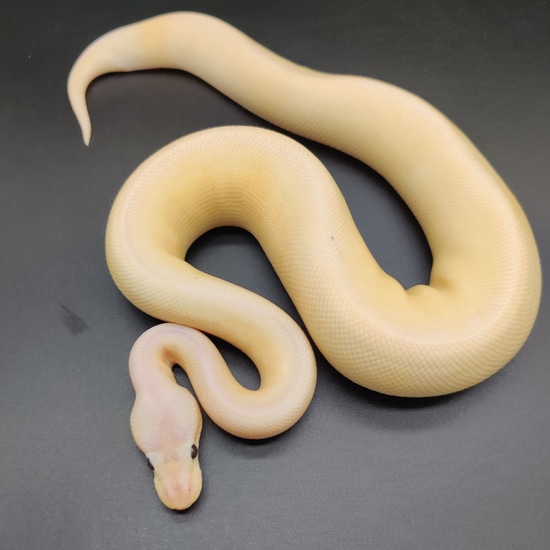 Lemonblast Ivory? Phantom Fader Poss Black Pastel/Sable Ball Python by ...