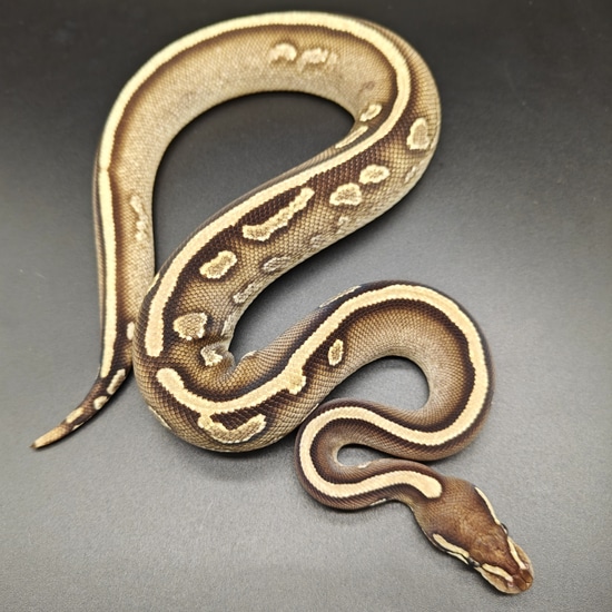 Mojave Black Pastel YB Fader Ball Python by Ball Python Fusion