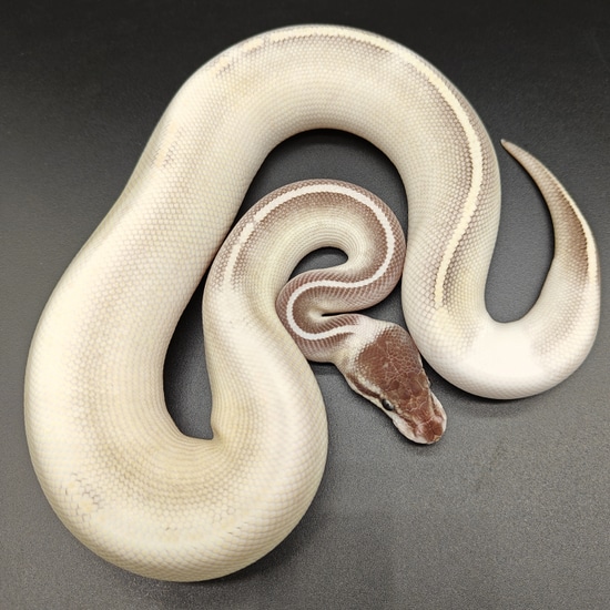 Purple Passion Black Pastel Fader Poss Sable/YB Ball Python by Ball ...