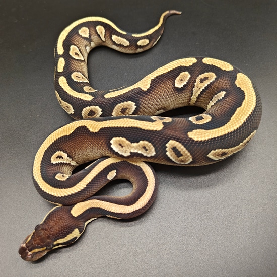 Phantom Sable YB Fader Ball Python by Ball Python Fusion