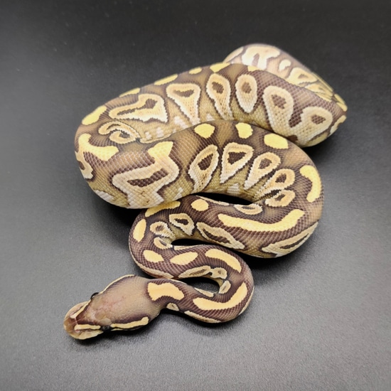 Mojave YB Ball Python by Ball Python Fusion