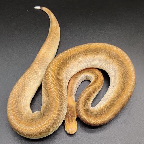 Champagne Pinstripe Ball Python by Ball Python Fusion