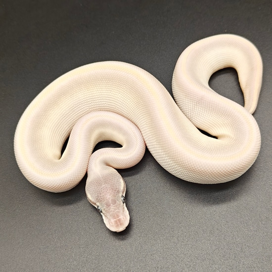 Super Mojave BEL Ball Python by Ball Python Fusion