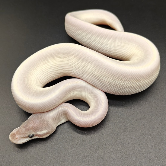 Super Mojave BEL Ball Python by Ball Python Fusion