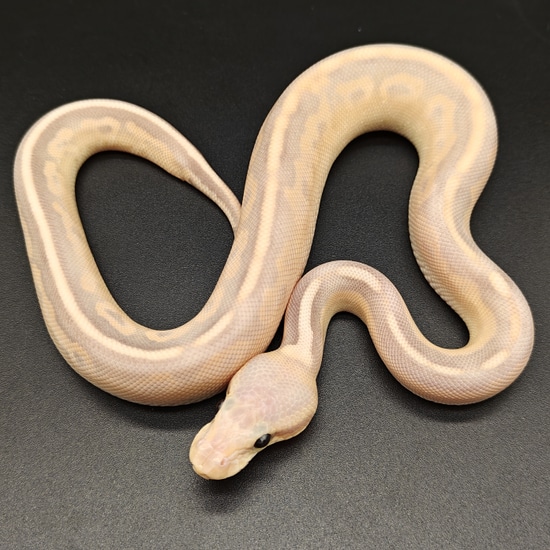Coral Glow Lesser Sable Cinnamon Ball Python by Ball Python Fusion