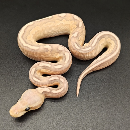 Coral Glow Cinnamon Lesser Ball Python by Ball Python Fusion
