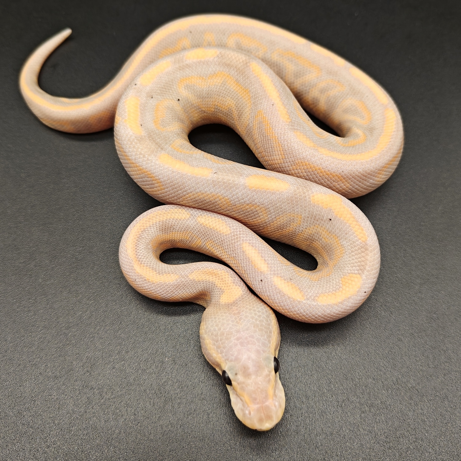 Coral Glow Cinnamon Sable Ball Python by Ball Python Fusion - MorphMarket