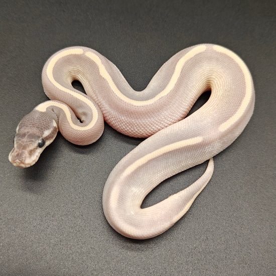 Purple Passion YB Fader Combo Ball Python by Ball Python Fusion