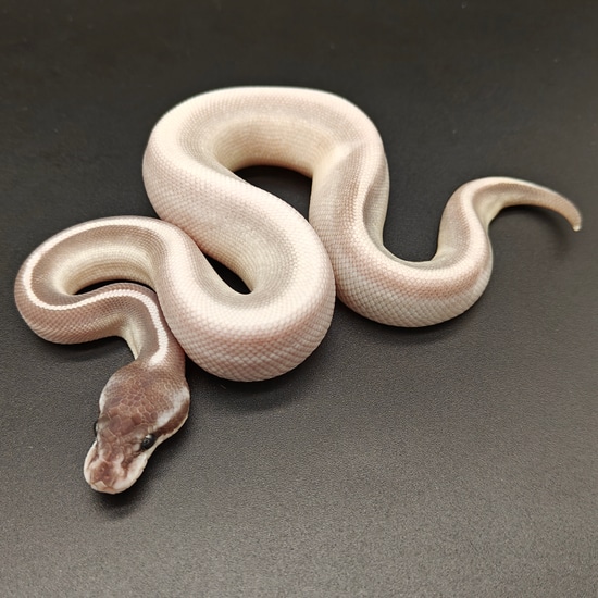 Purple Passion Black Pastel Or Sable Fader Ball Python by Ball Python ...