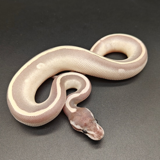Purple Passion Fader Combo Ball Python by Ball Python Fusion