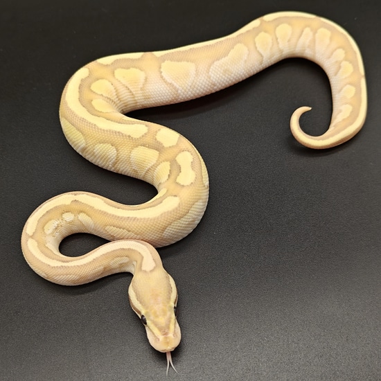 Hypo Banana Butter Vanilla Ball Python by Ball Python Fusion