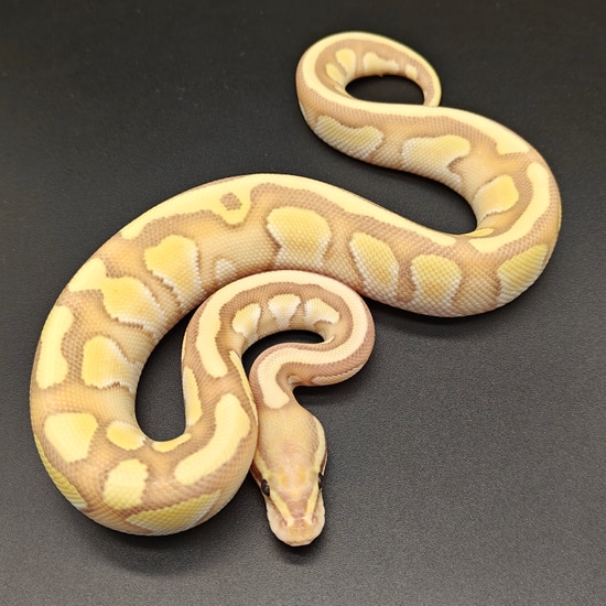 Hypo Banana Nuclear Ball Python by Ball Python Fusion