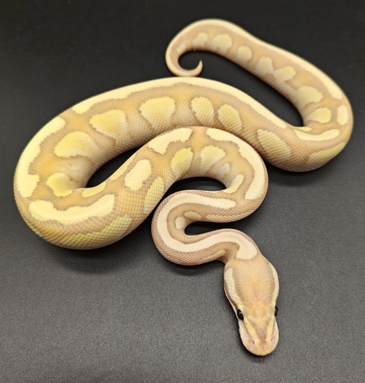 Hypo Banana Nuclear Ball Python by Ball Python Fusion