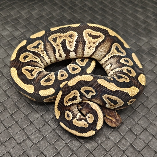 Phantom Ball Python by Ball Python Fusion