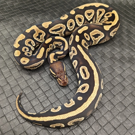 Phantom Ball Python by Ball Python Fusion