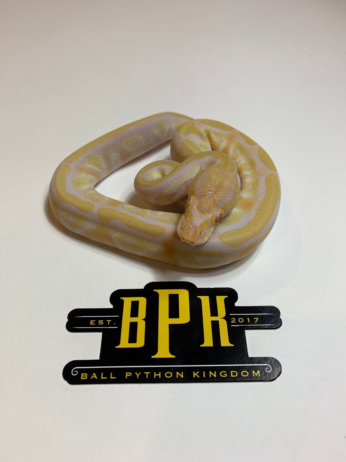 Mojave Candino Ph Pied Ball Python by United Snakes of America ...