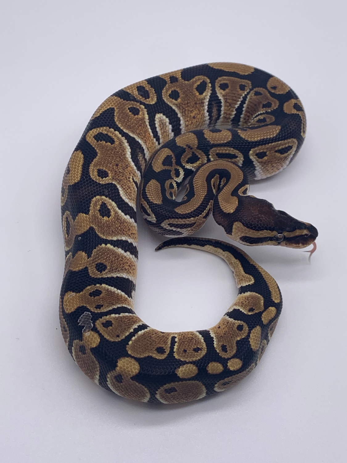 Triple Het Holy Grail Ball Python by United Snakes of America - MorphMarket