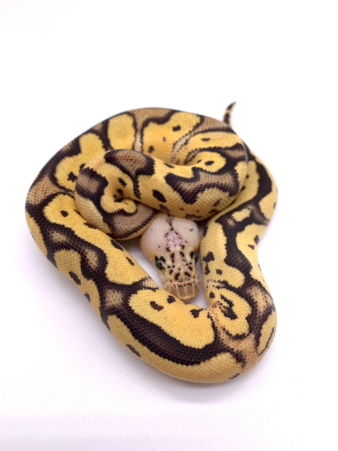 Firefly Clown Ball Python by Ball Python Kingdom - MorphMarket