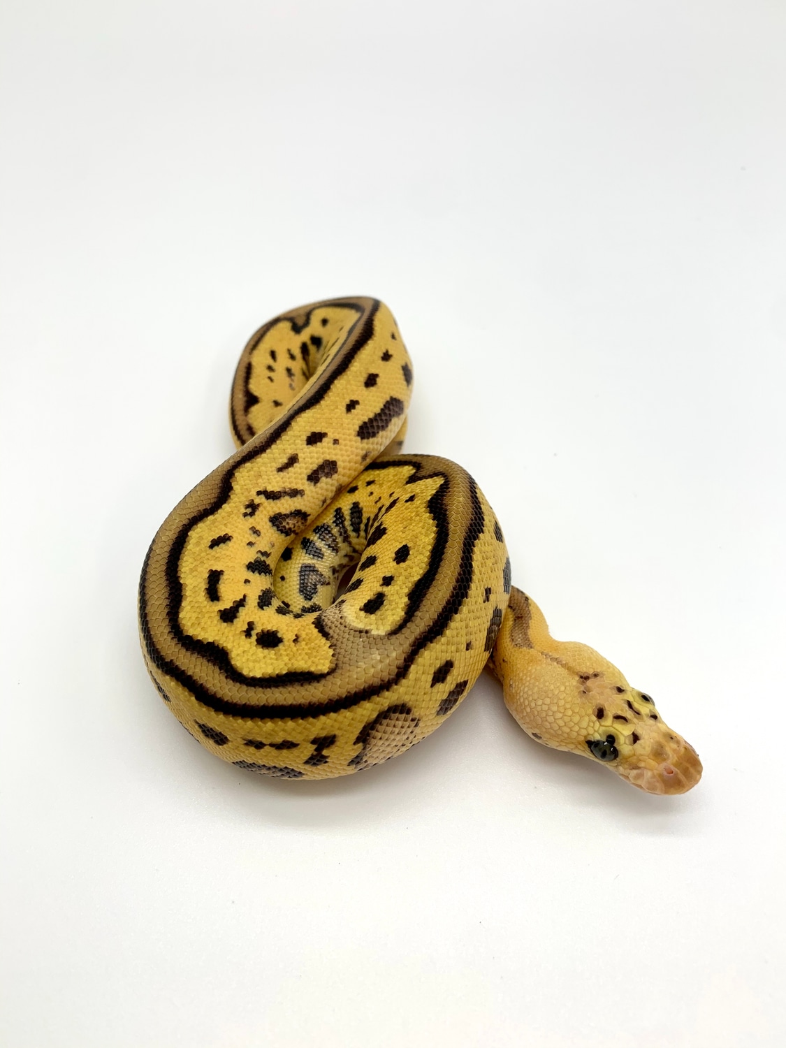 Firefly Leopard Clown Ball Python by United Snakes of America - MorphMarket