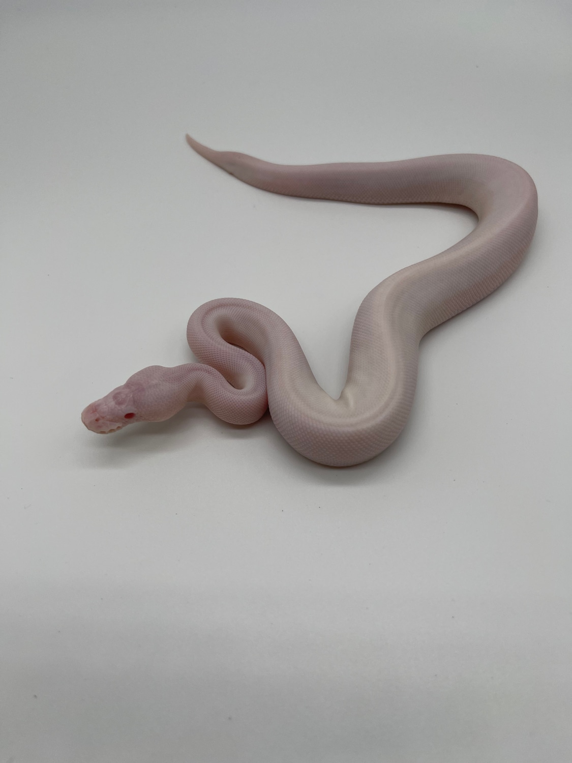 Albino Pinto Pied Ball Python by United Snakes of America - MorphMarket