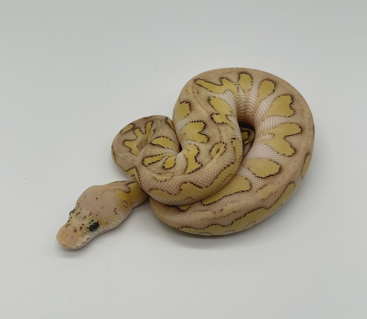 Firefly Lesser Spotnose Clown Ball Python by United Snakes of America ...