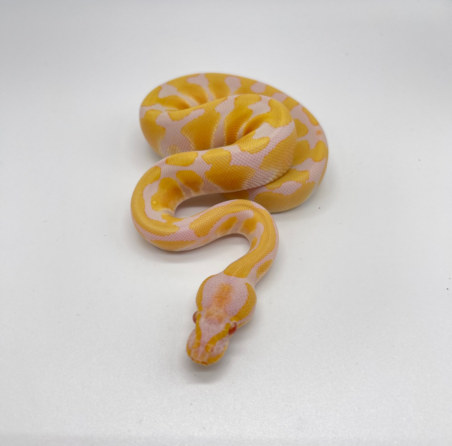 Candino Het Tri-Stripe Ball Python by United Snakes of America ...