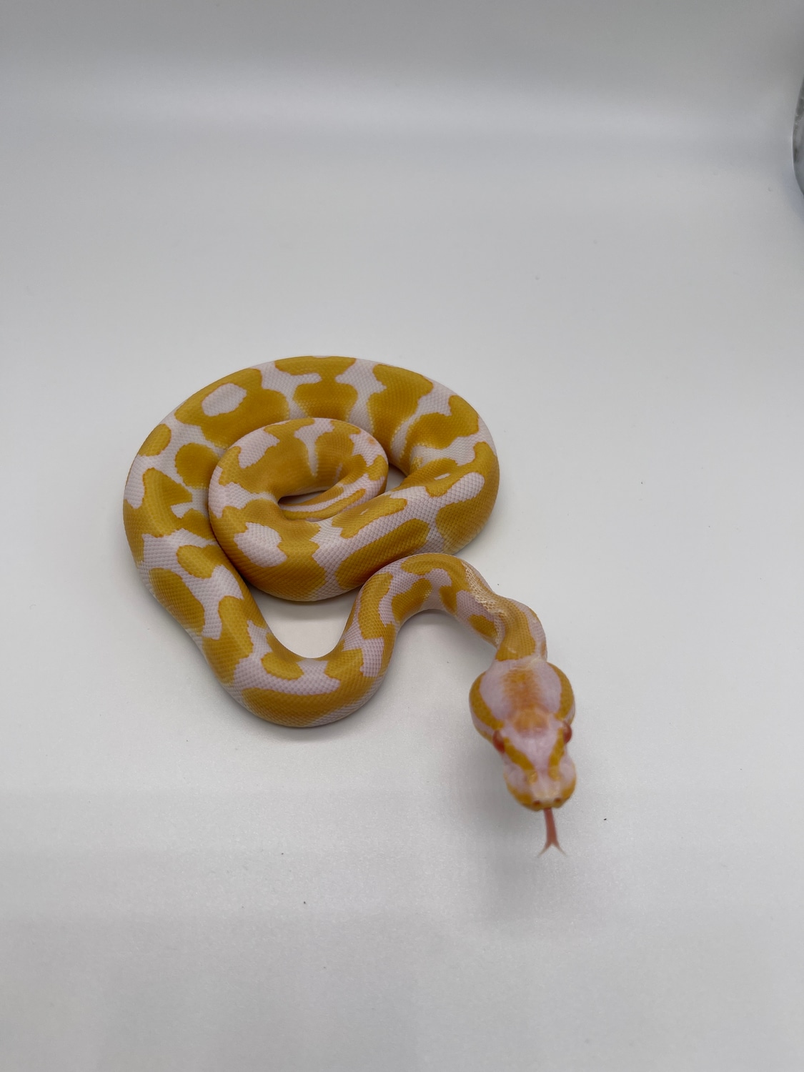 Albino Het Tri Stripe Ball Python by United Snakes of America - MorphMarket