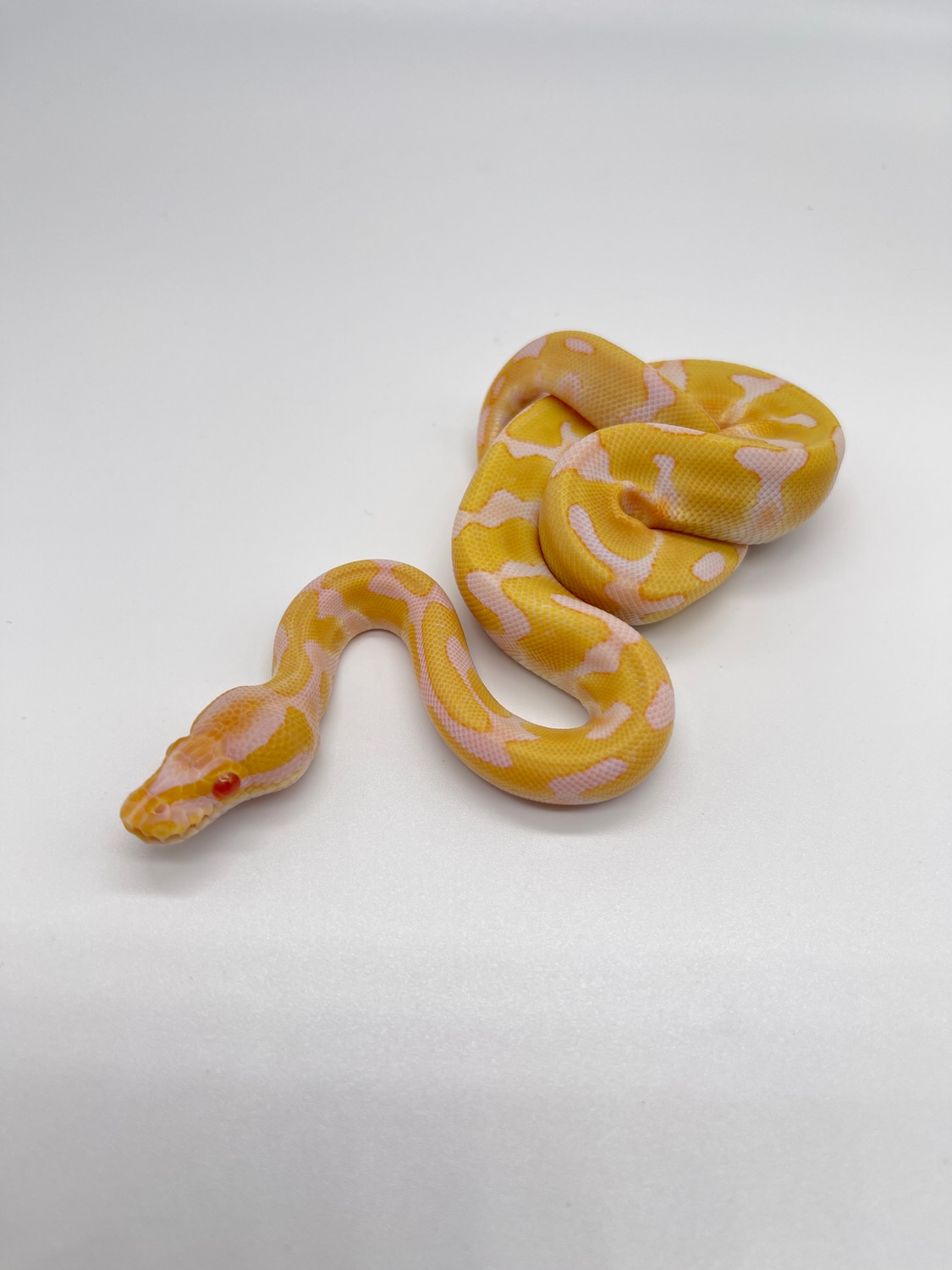 Candino Or Albino Enchi 100% Het Tri Stripe Ball Python by United ...