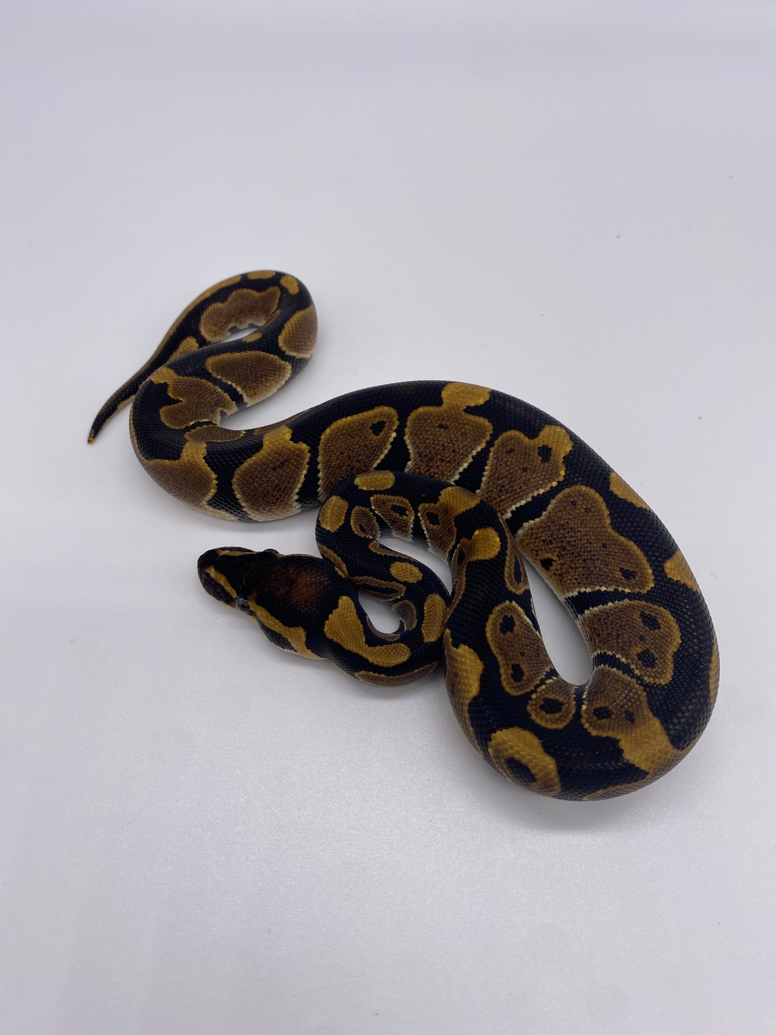 DH Dreamsicle Ball Python by United Snakes of America - MorphMarket