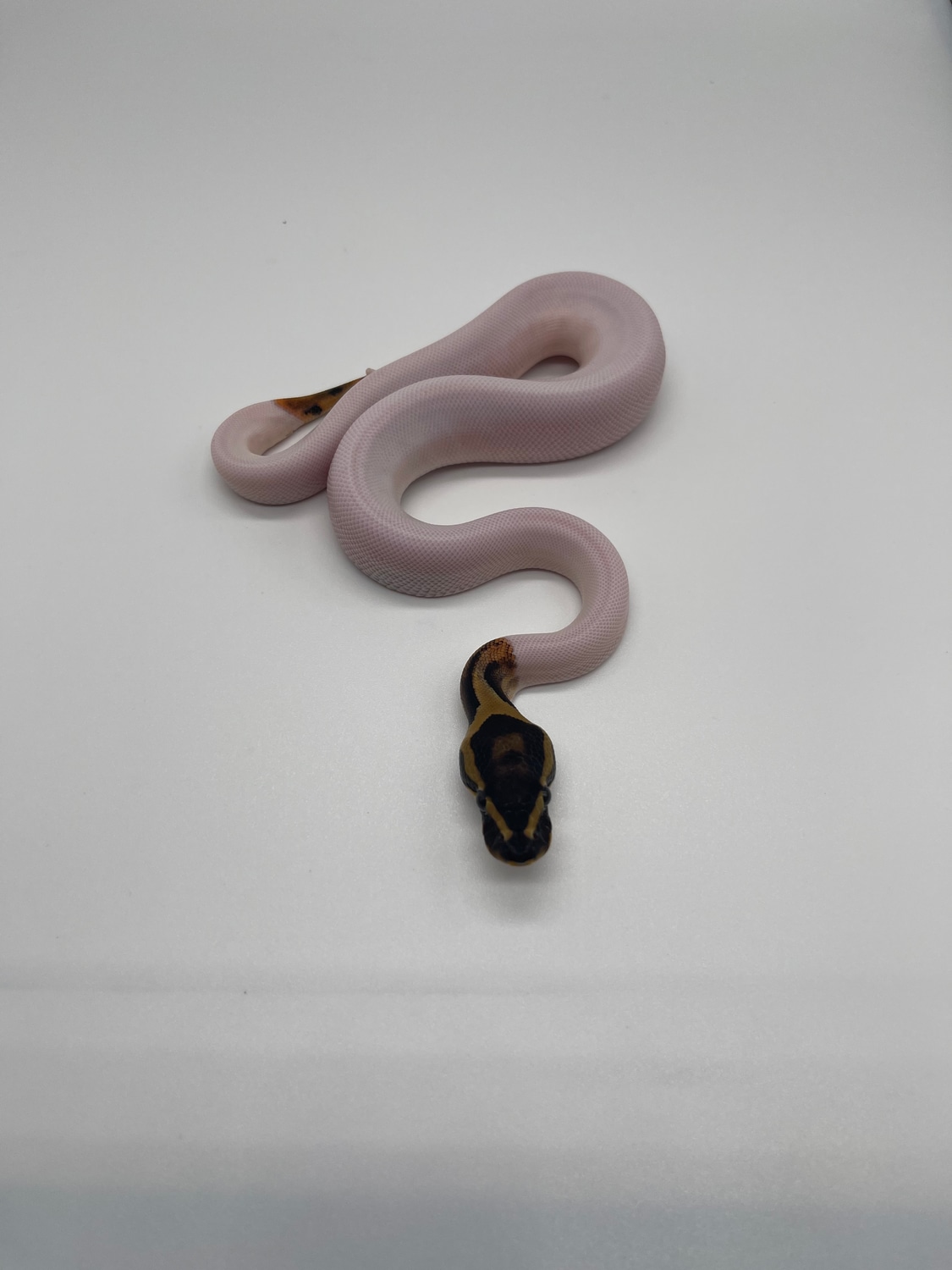 YB Pied Het Lav Albino Ball Python by United Snakes of America ...